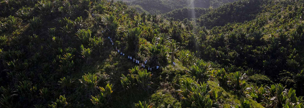 ForestCalling - Innovating Nature-Based Solutions
